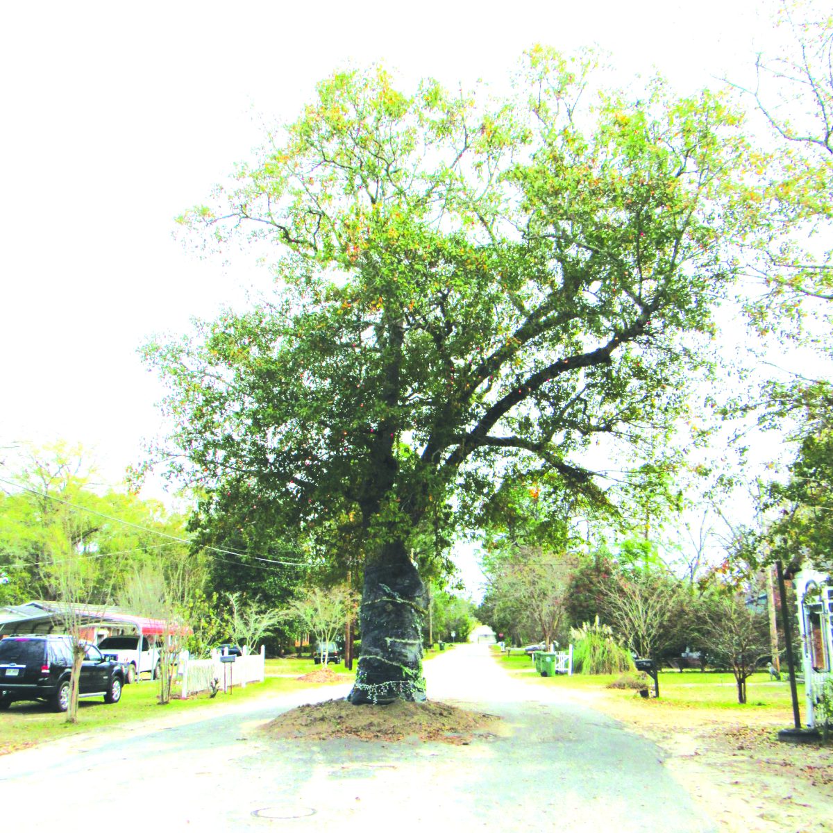 A lost tradition: Big Oak Tree Community Celebration on Christmas Eve – Adel News – Tribune
